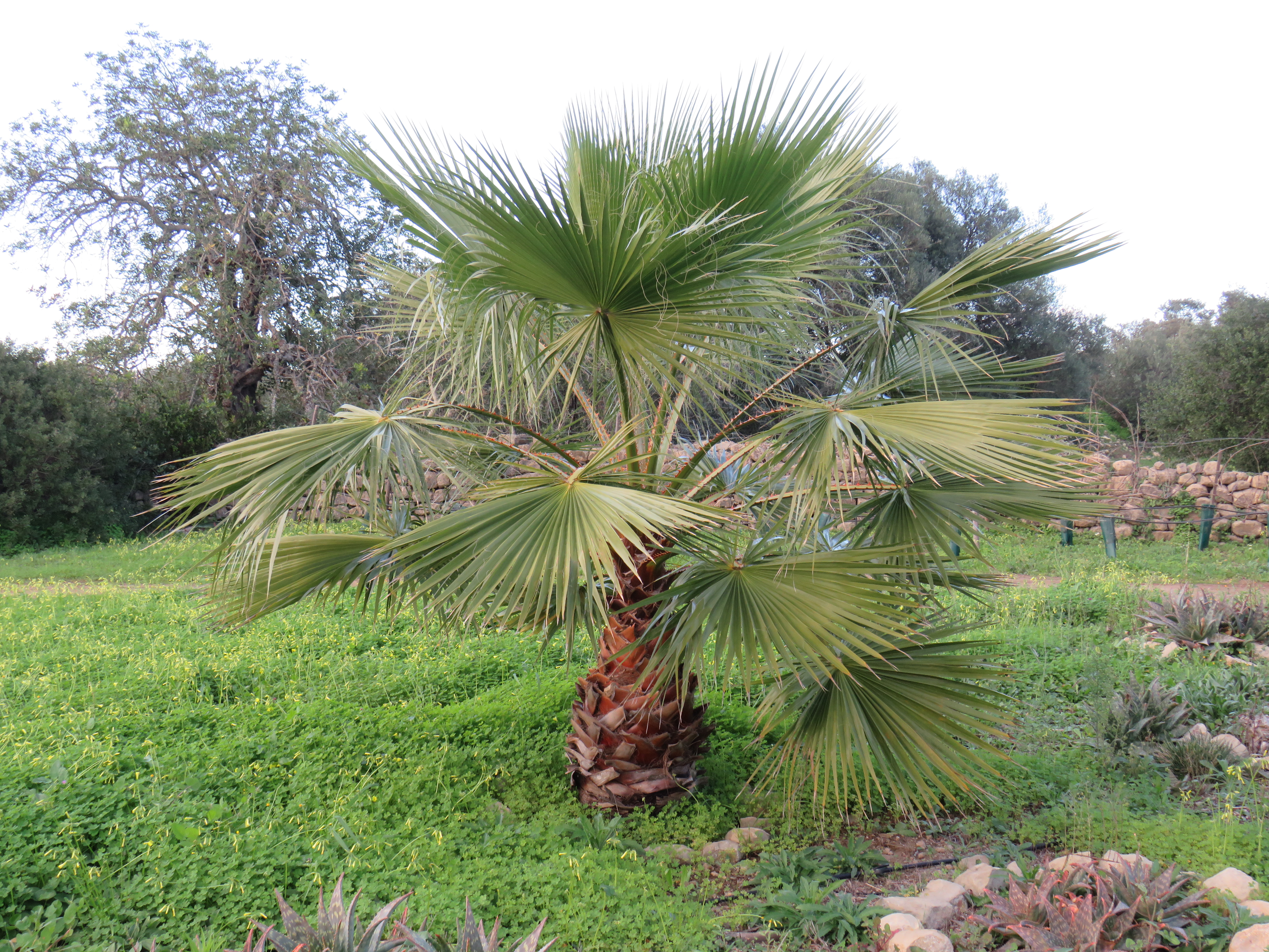 palm tree – Marc and Randys Travel Adventures